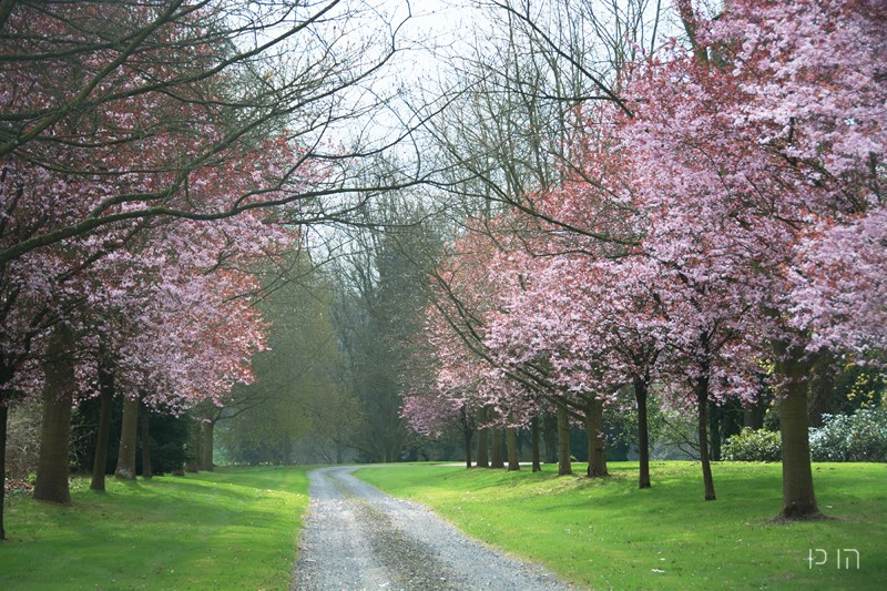 L'allée rose - Les carnets de randonnée de Philmass