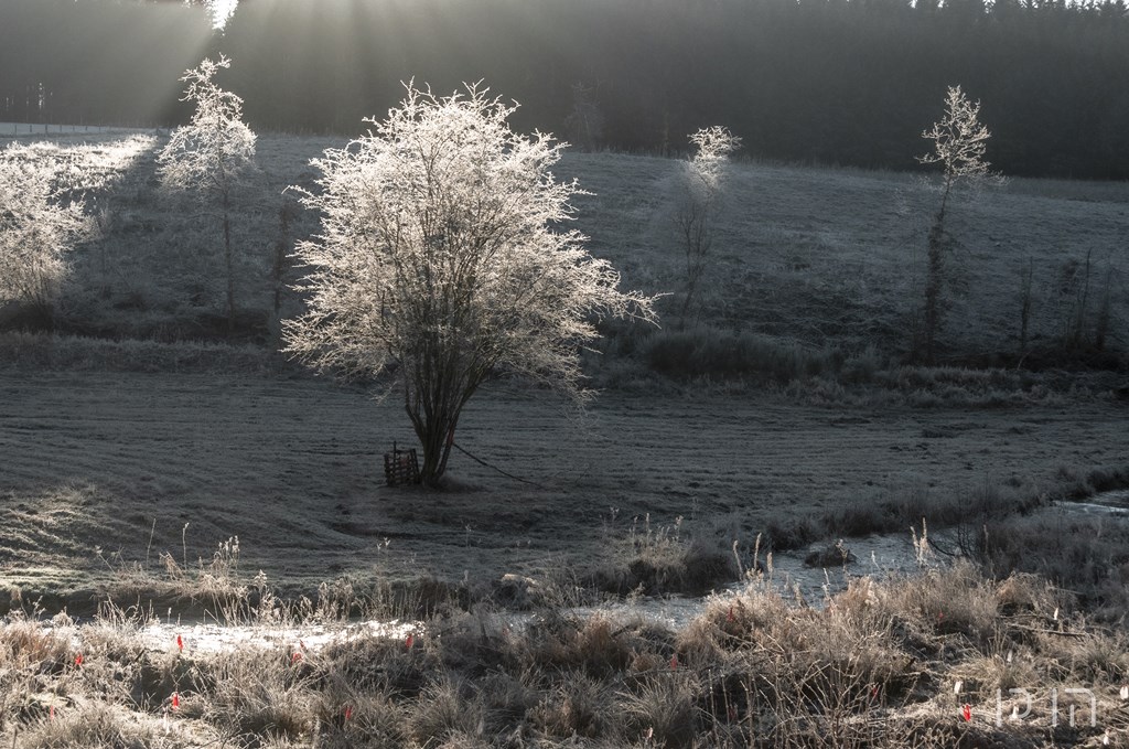 De givre et de glace - Philippe Massart photographie