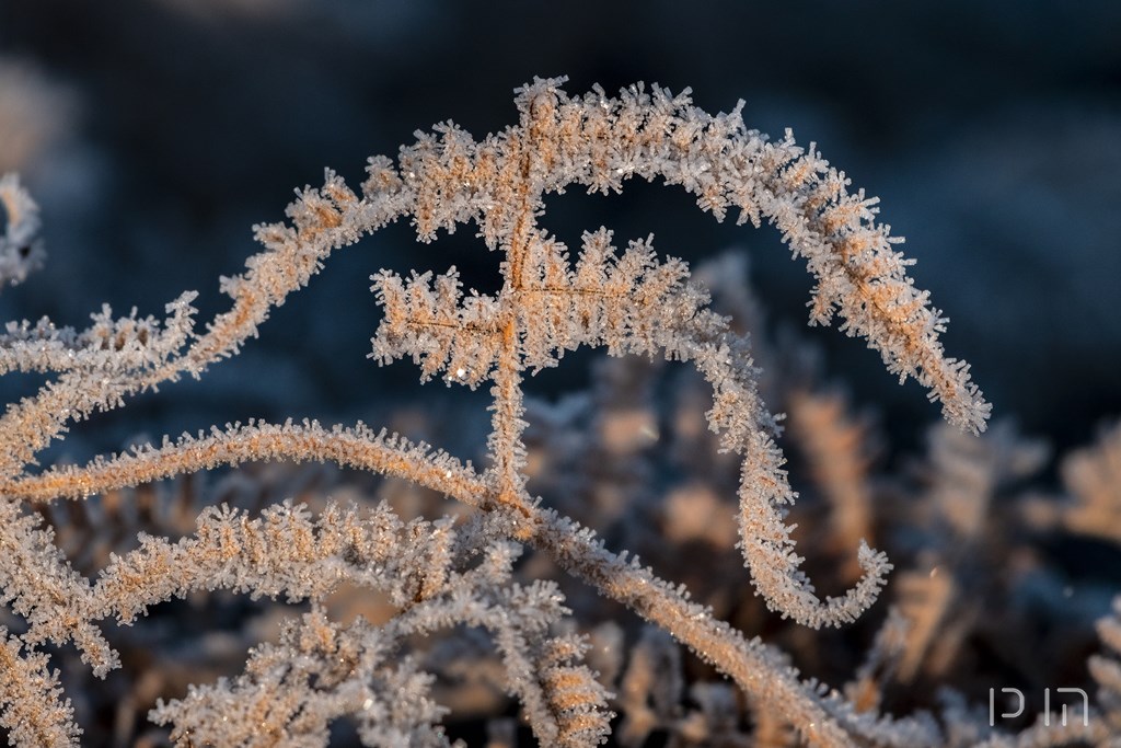 De givre et de glace - Philippe Massart photographie